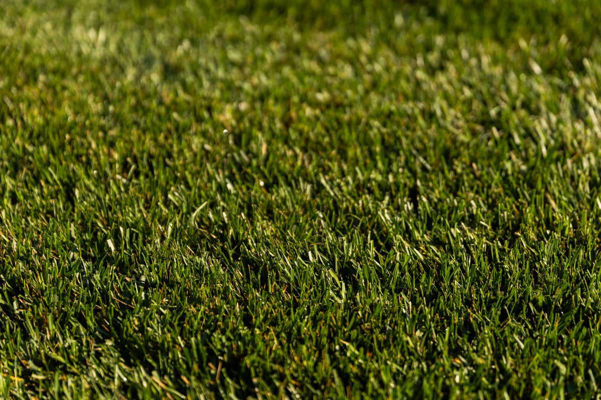 Turf Type Tall Fescue Vs Tall Fescue What S The Difference
